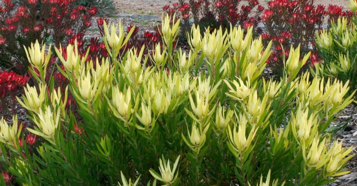 Leucadendron 'Inca Gold': A Sun-Kissed Wonder for Your Garden ...
