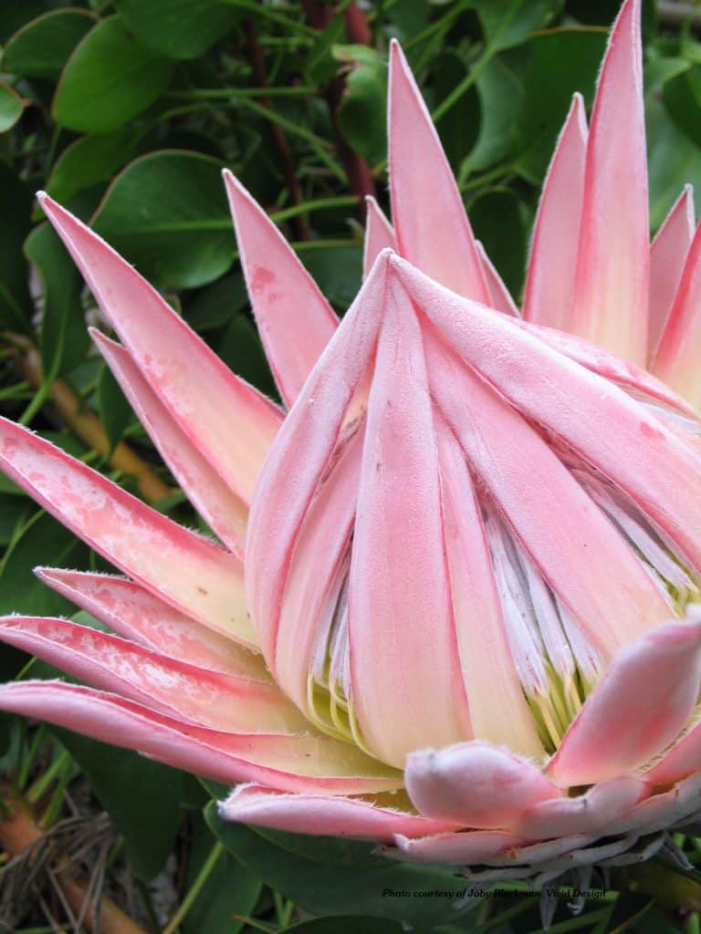 Protea cynaroides - Proteaceae Family