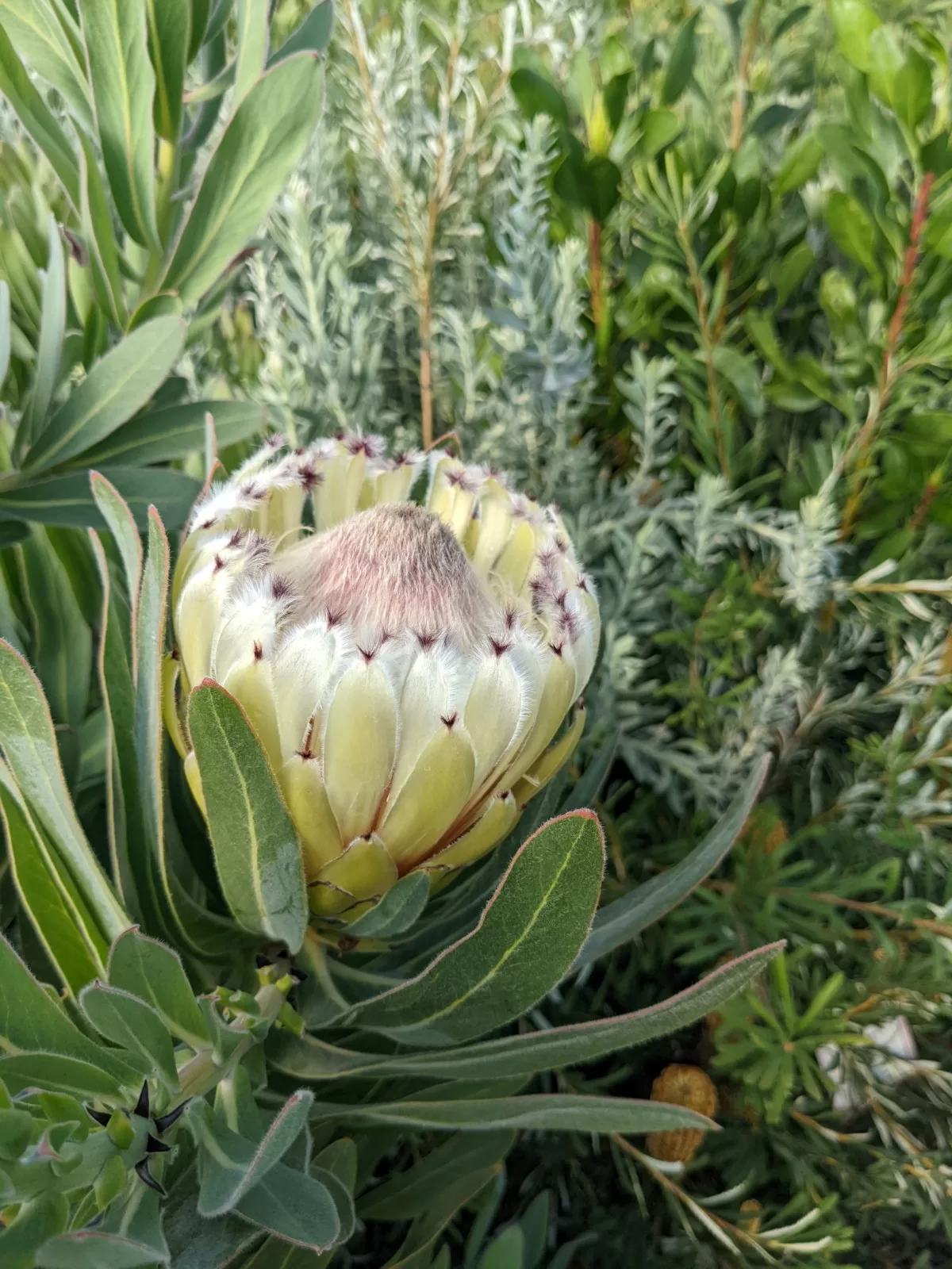 Protea neriifolia 'Australis Pearl' - Proteaceae Family