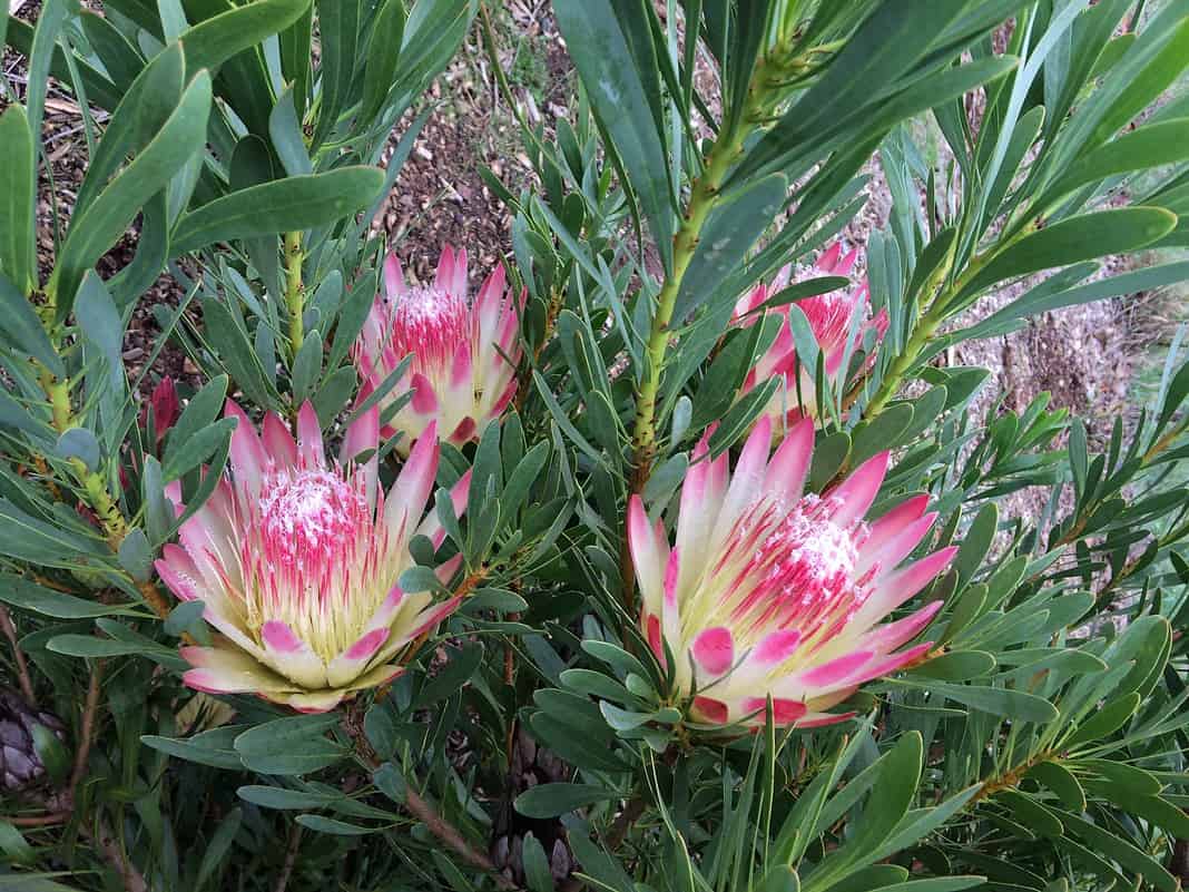Protea neriifolia 'Ruby Blush' - Proteaceae Family