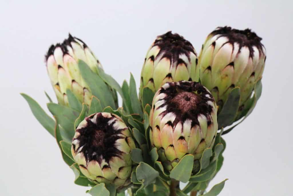 Protea 'Niobe' - Proteaceae Family