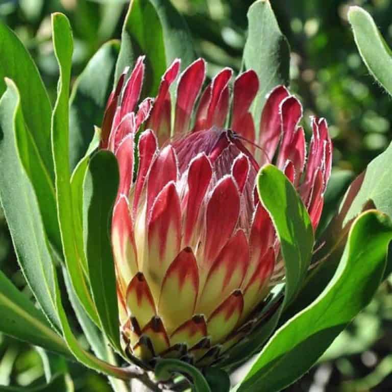 Protea obtusifolia - Proteaceae Family