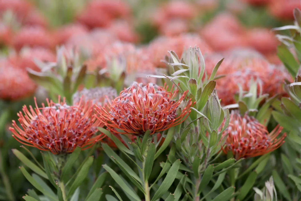 Leucospermum 'So Sincere' - Proteaceae Family