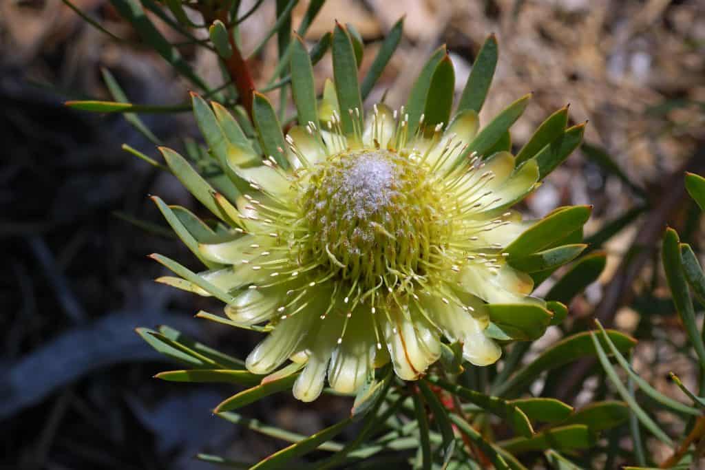 Protea 'White Mystic' - Proteaceae Family