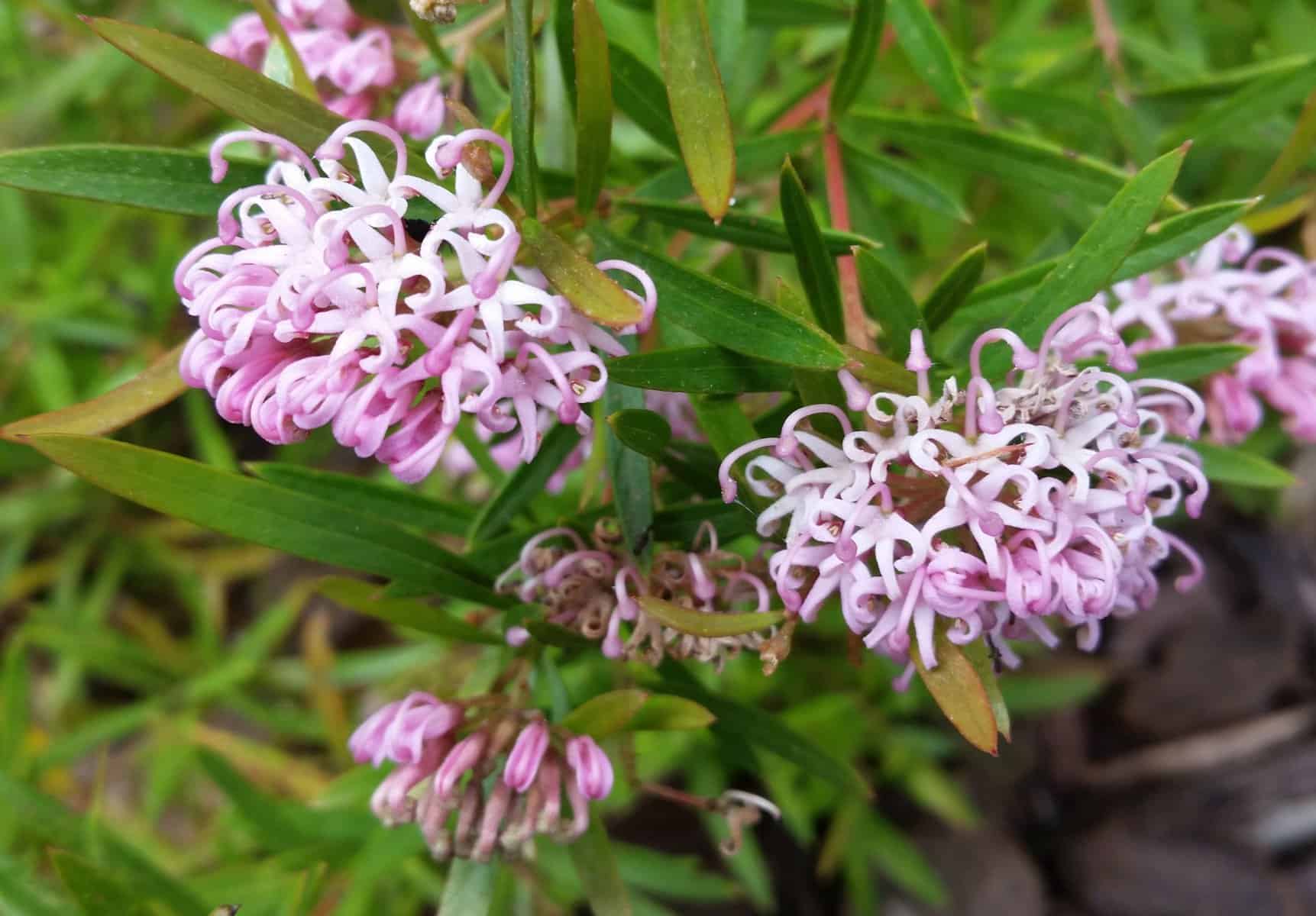 Grevillea ʼPink Midgetʼ - Proteaceae Family