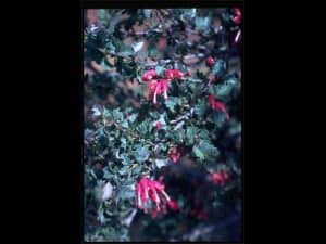Grevillea 'Merinda Gordon' - Proteaceae Family