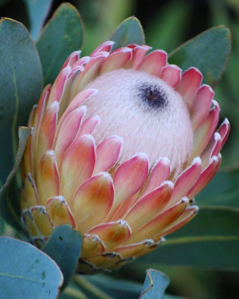 Protea ‘Susara’ Propagation: How to Root the Unrootable - Proteaceae Family